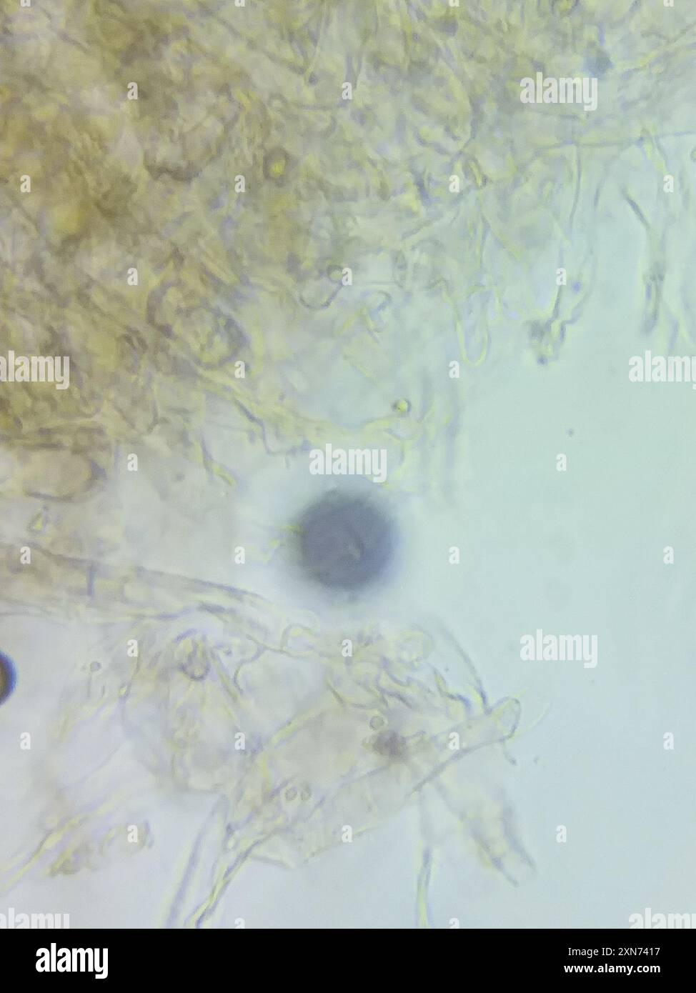 Omphalotaceae hi-res stock photography and images - Alamy