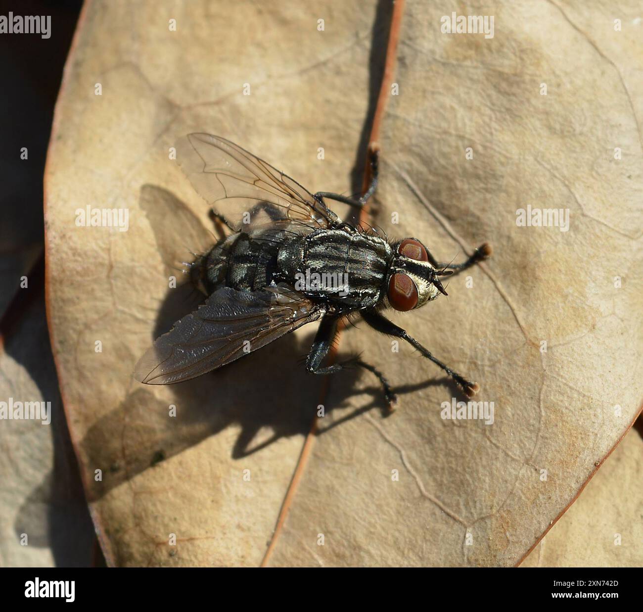 Common Flesh Flies (Sarcophaga) Insecta Stock Photo - Alamy