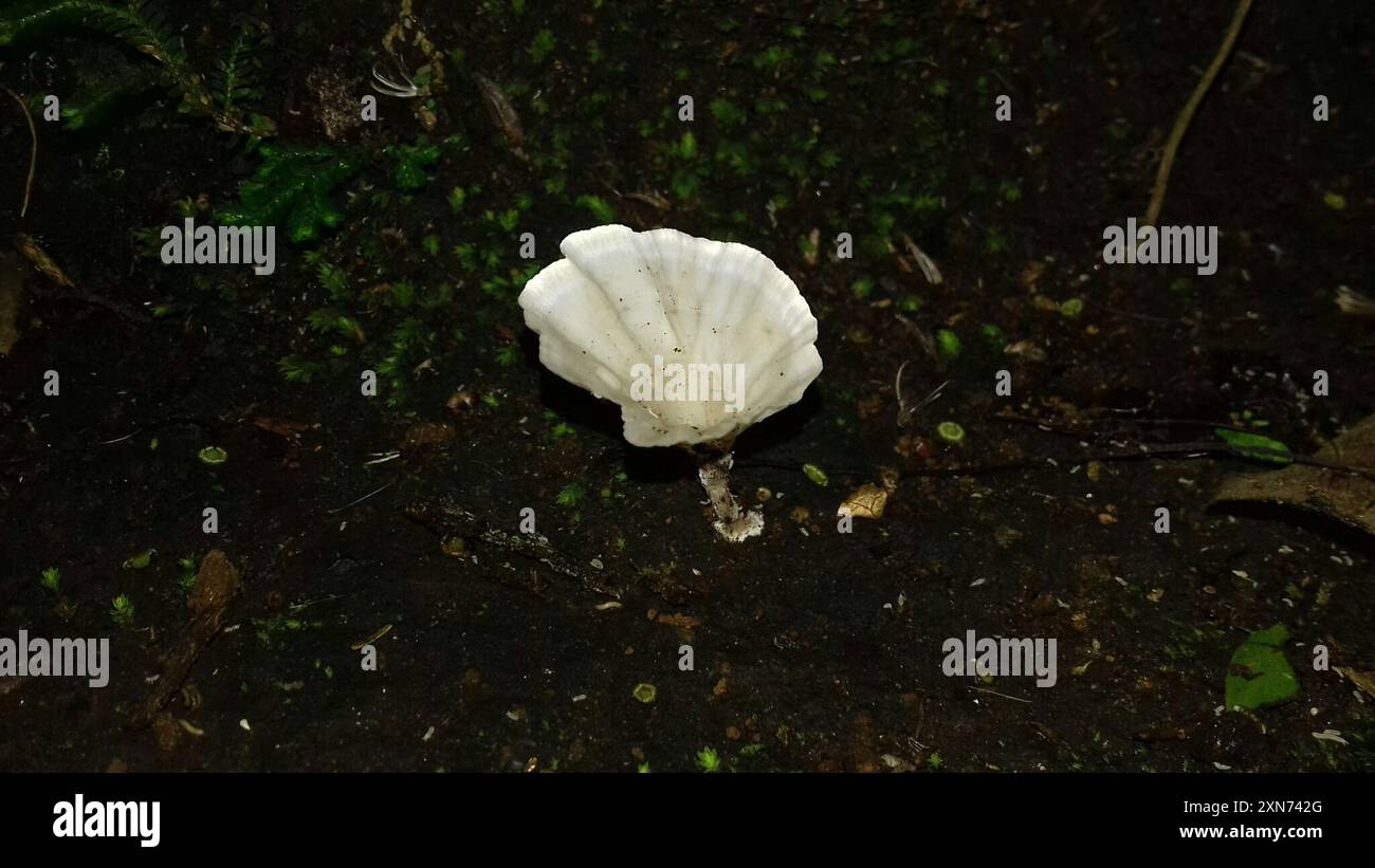 (Cotylidia diaphana) Fungi Stock Photo - Alamy