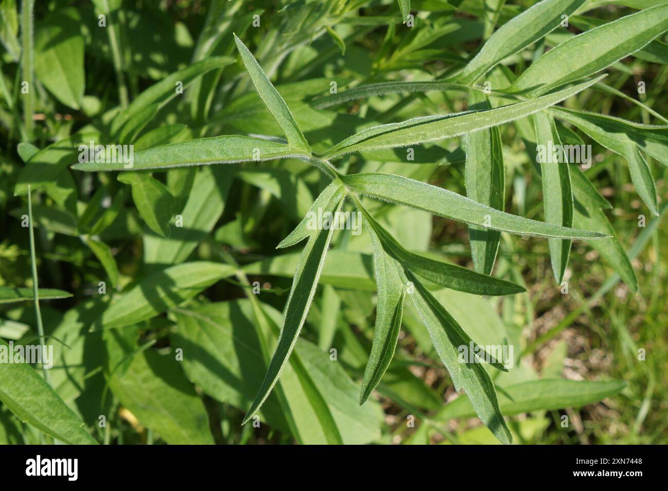 grey-headed coneflower (Ratibida pinnata) Plantae Stock Photo - Alamy