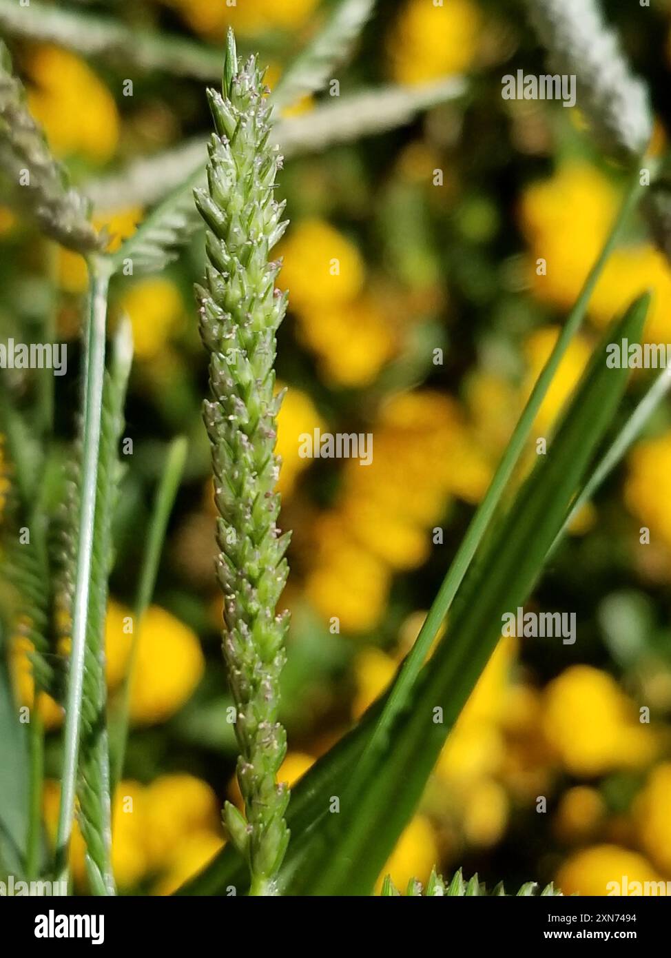 Goose Grass (Eleusine indica) Plantae Stock Photo - Alamy