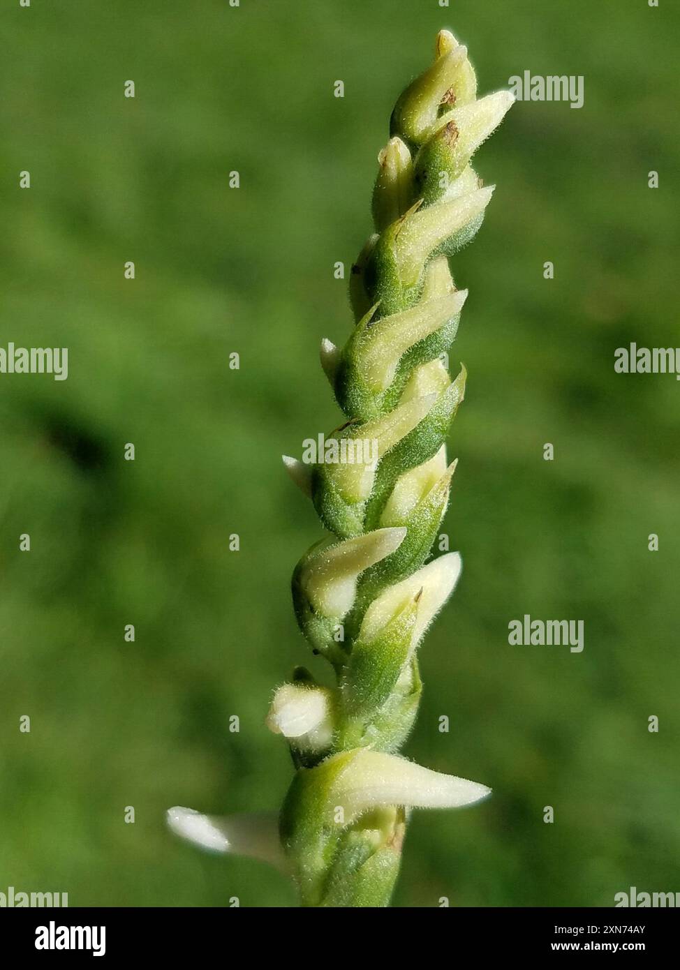 nodding ladies' tresses complex (Spiranthes cernua) Plantae Stock Photo ...