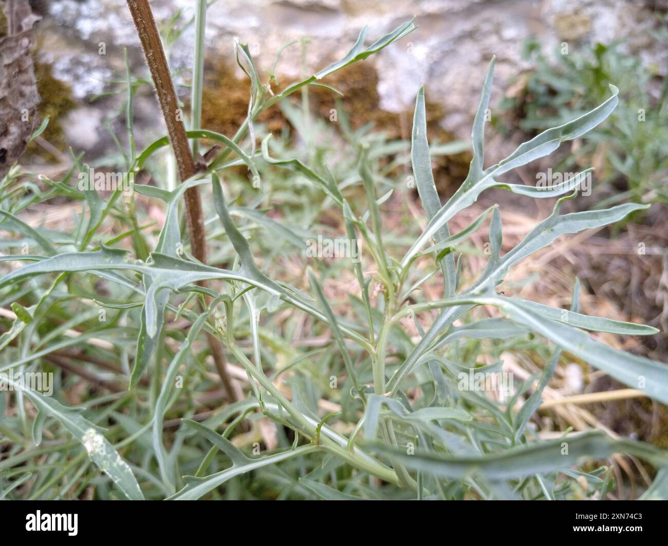 Perennial Wall-rocket (Diplotaxis tenuifolia) Plantae Stock Photo - Alamy