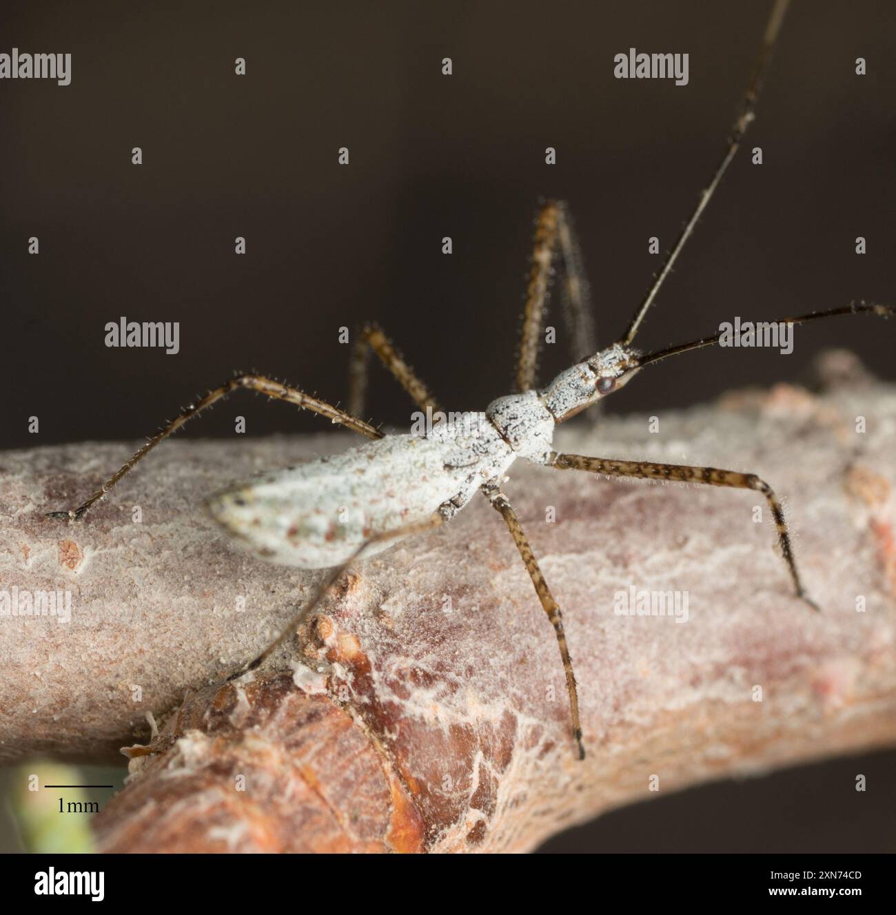 Four-spurred Assassin Bug (Zelus tetracanthus) Insecta Stock Photo - Alamy