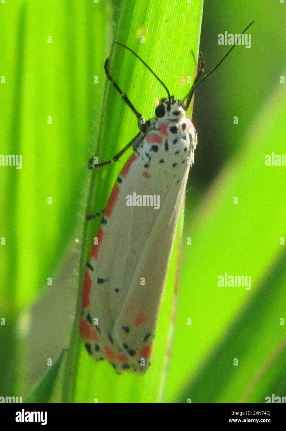 Utetheisa bella hi-res stock photography and images - Alamy