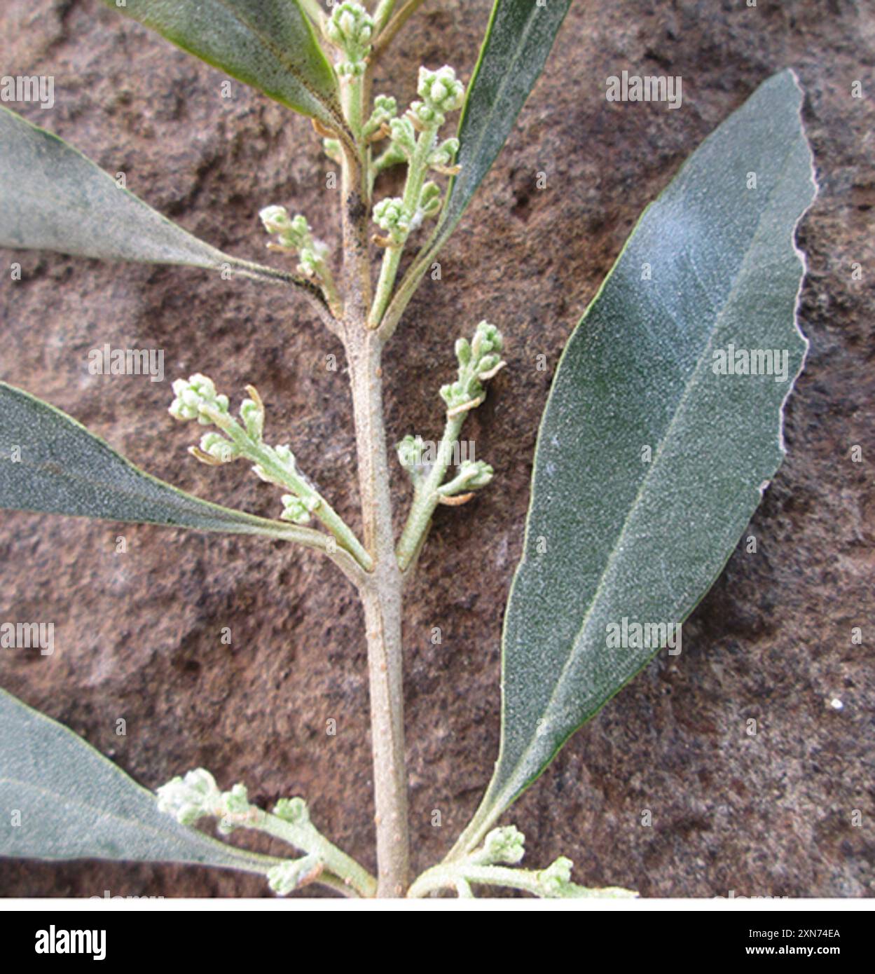 African olive (Olea europaea cuspidata) Plantae Stock Photo - Alamy