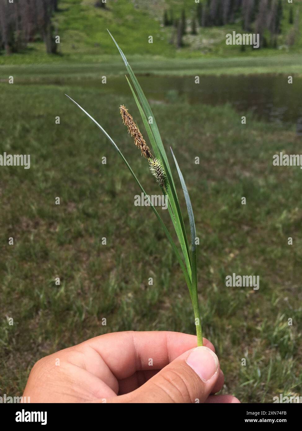 water sedge (Carex aquatilis) Plantae Stock Photo - Alamy