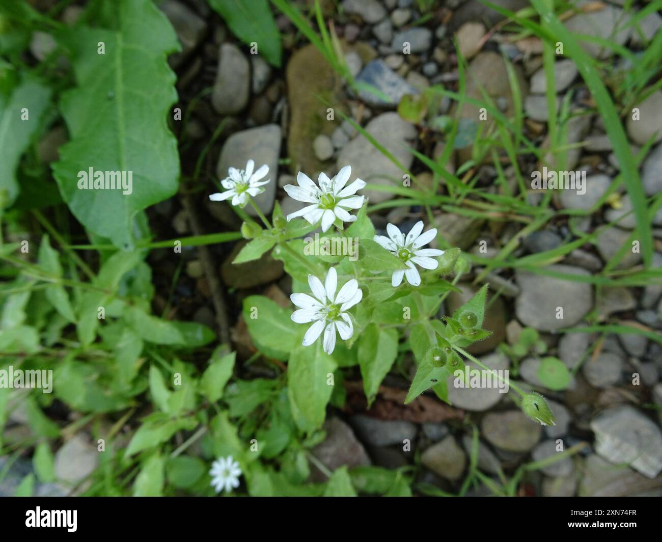 Water Chickweed (Stellaria aquatica) Plantae Stock Photo - Alamy