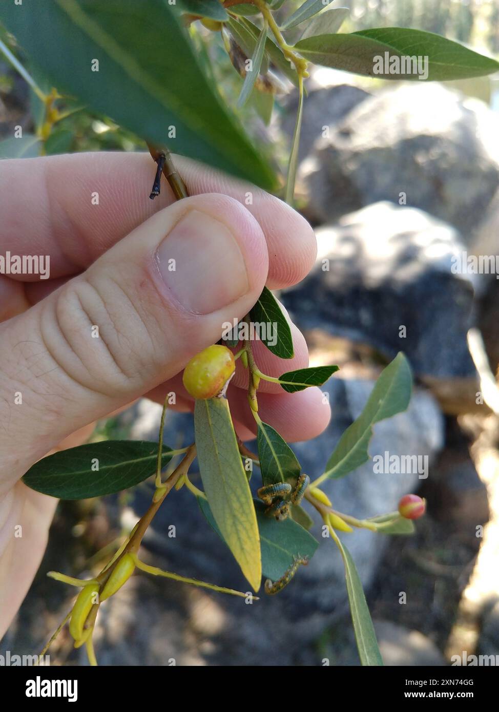 Willow Apple Gall Sawfly (Euura californica) Insecta Stock Photo - Alamy