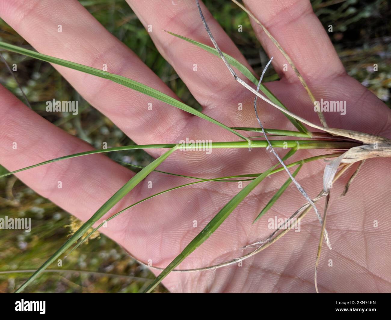 California oatgrass (Danthonia californica) Plantae Stock Photo - Alamy