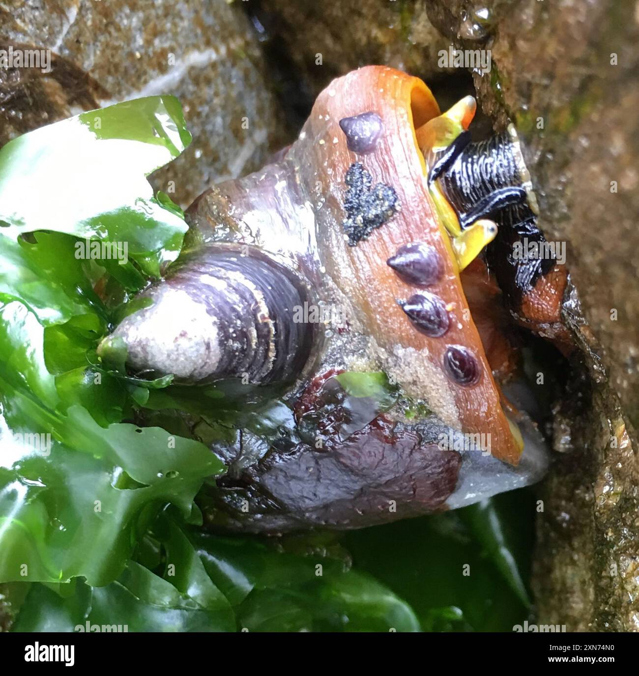 Hooked Slippersnail (Crepidula adunca) Mollusca Stock Photo - Alamy