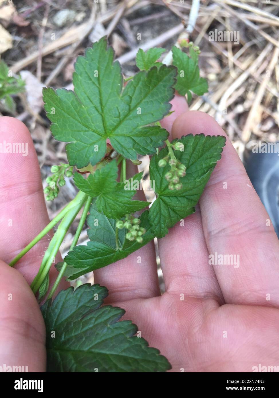 skunk currant (Ribes glandulosum) Plantae Stock Photo - Alamy