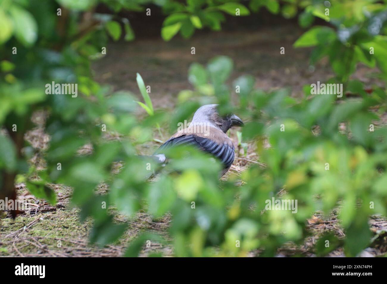 Gray Treepie (Dendrocitta formosae) Aves Stock Photo - Alamy
