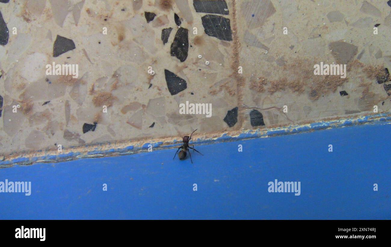 Ant-mimic Spiders (Myrmarachne) Arachnida Stock Photo - Alamy