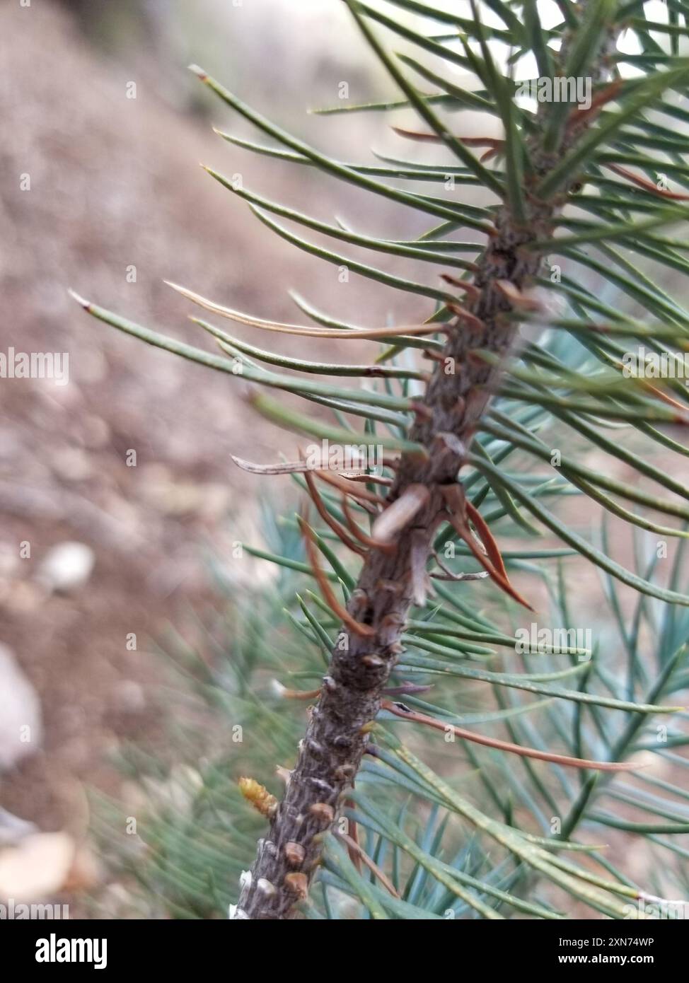 Parry pinyon (Pinus quadrifolia) Plantae Stock Photo - Alamy
