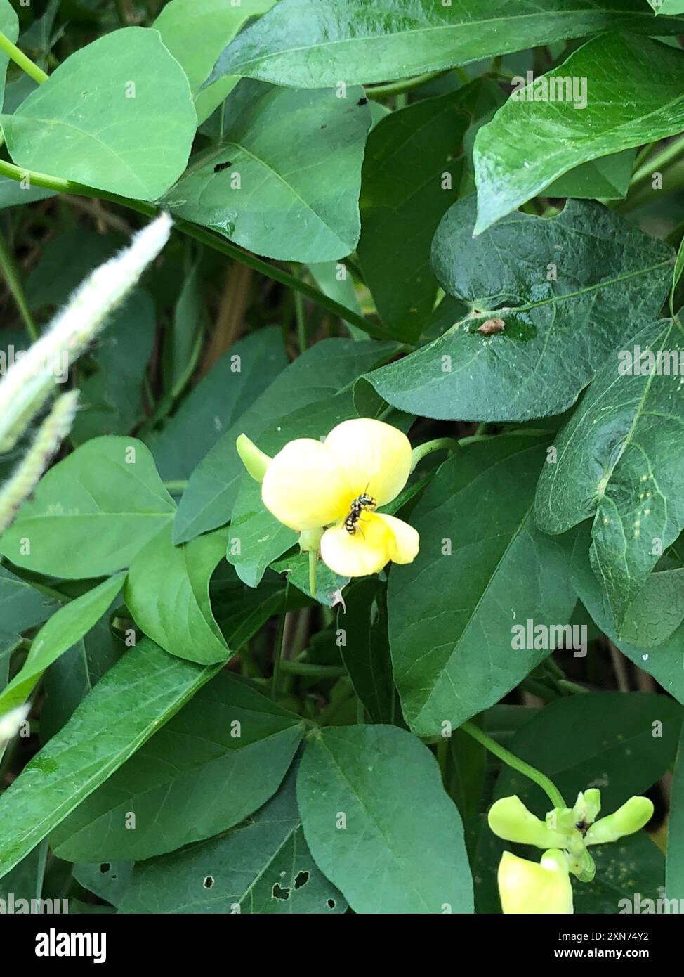 Wild Cowpea (Vigna luteola) Plantae Stock Photo - Alamy