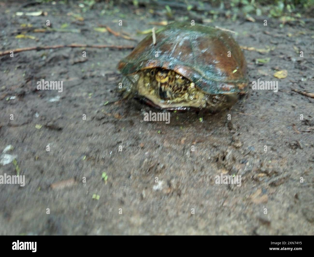 Eastern Mud Turtle (Kinosternon subrubrum) Reptilia Stock Photo - Alamy