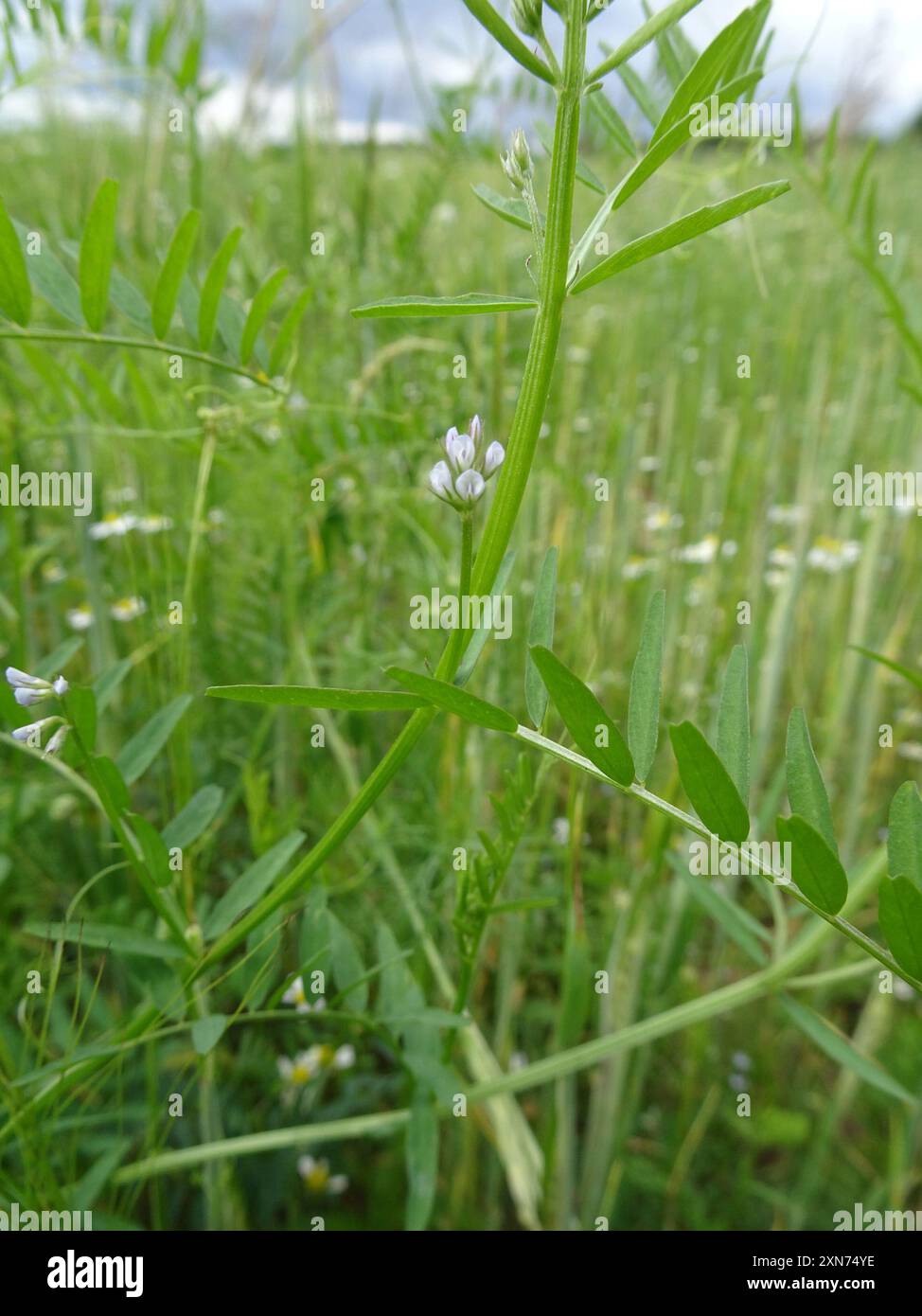 Hairy tare (Vicia hirsuta) Plantae Stock Photo - Alamy