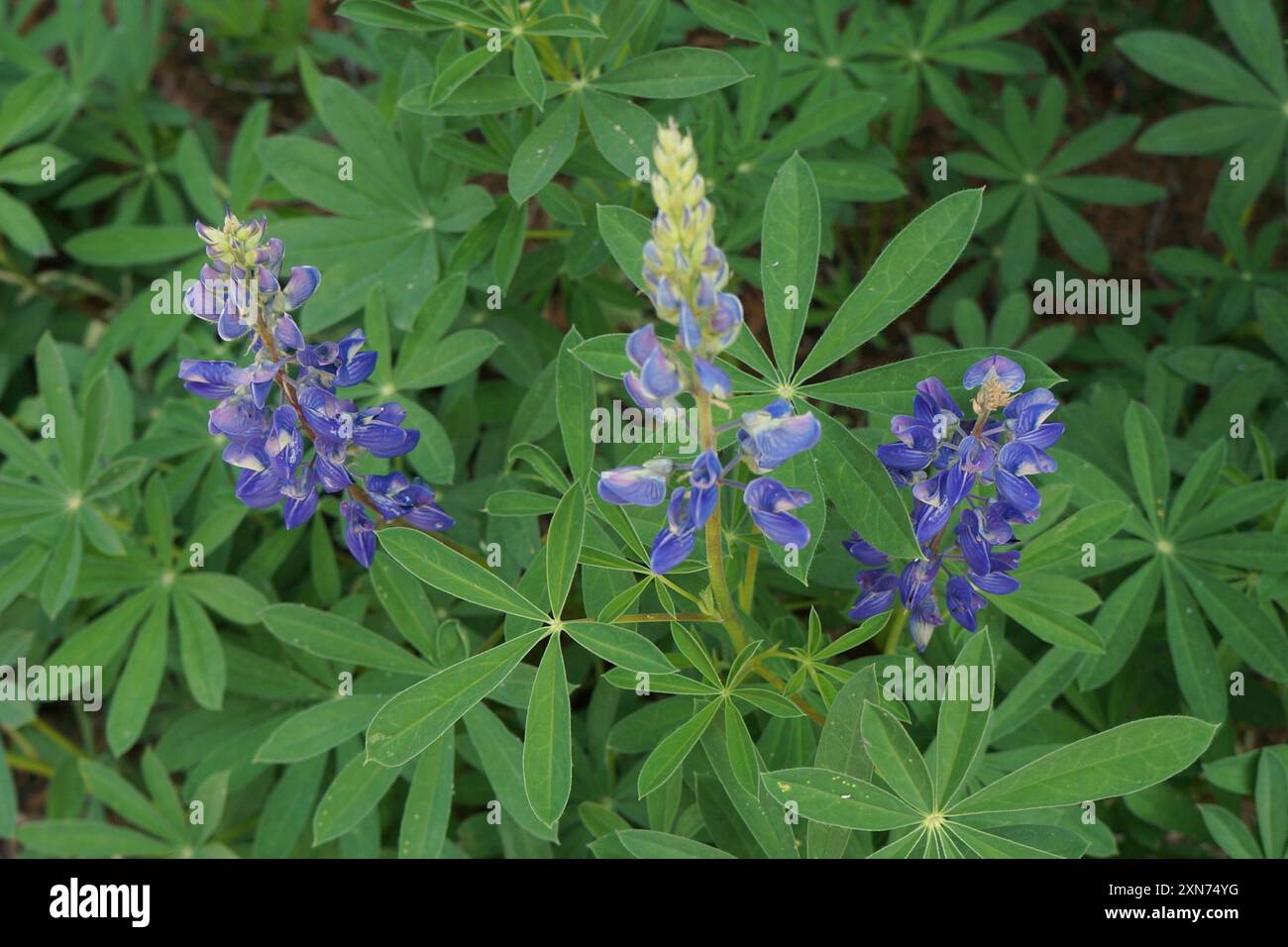 Broadleaf Lupine (Lupinus latifolius) Plantae Stock Photo - Alamy