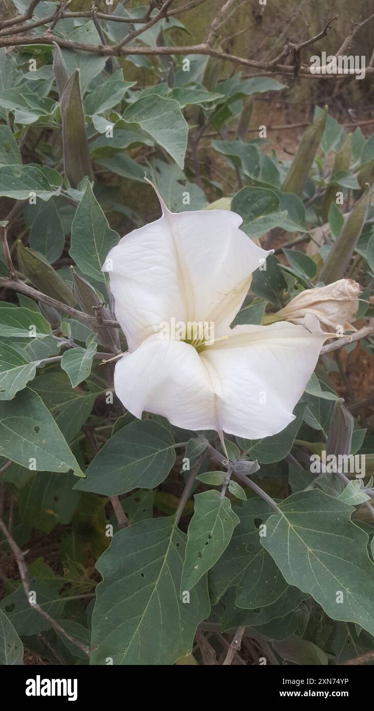 Sacred Datura (Datura wrightii) Plantae Stock Photo - Alamy