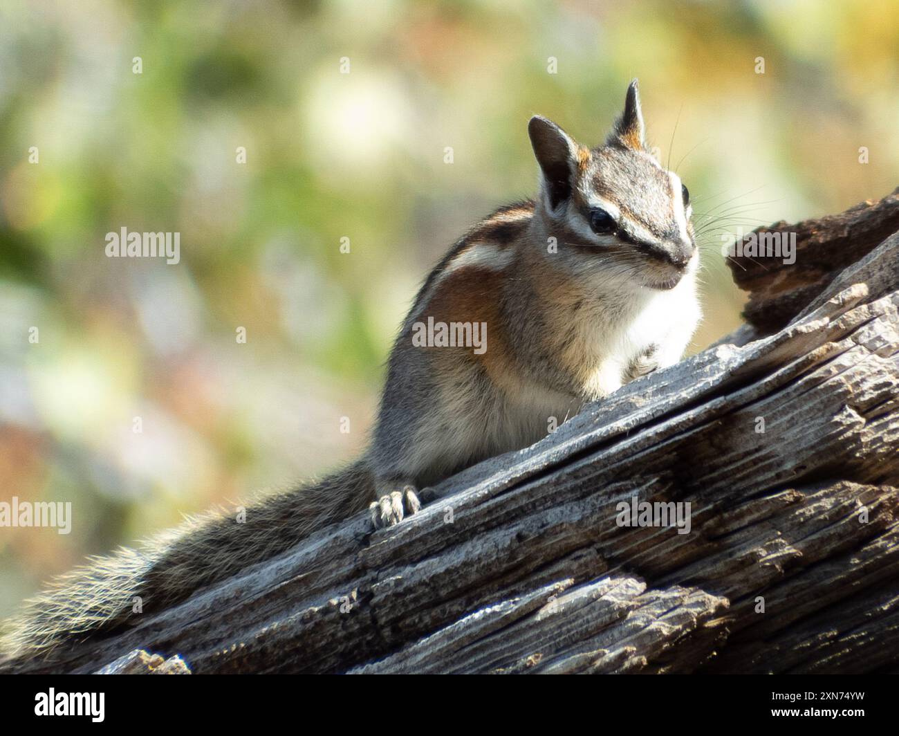 Western Chipmunks (Neotamias) Mammalia Stock Photo - Alamy