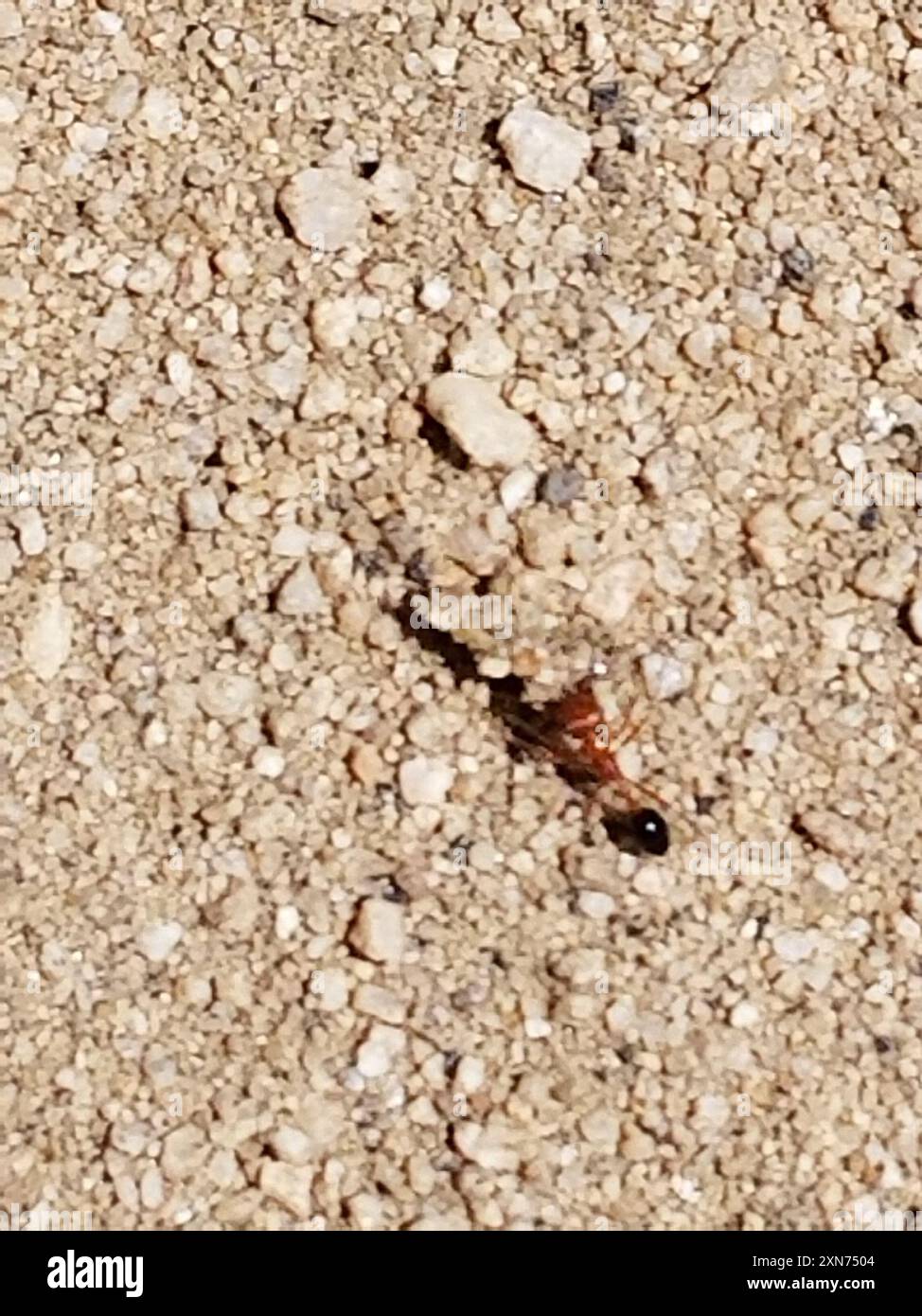 California Harvester Ant (Pogonomyrmex californicus) Insecta Stock ...