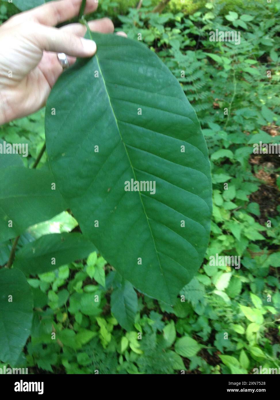 Cucumber-tree (Magnolia acuminata) Plantae Stock Photo - Alamy