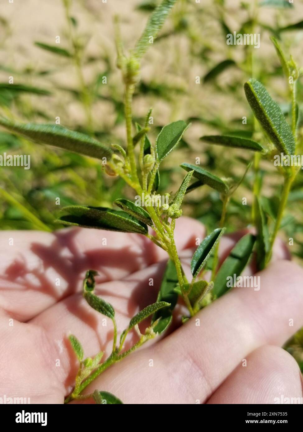 skunkweed (Croton texensis) Plantae Stock Photo - Alamy