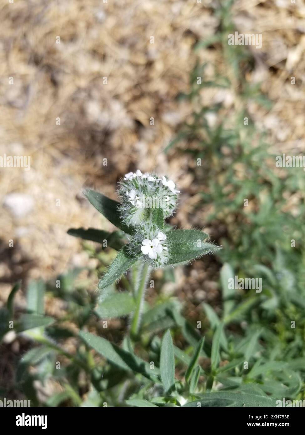 bearded cryptantha (Cryptantha barbigera) Plantae Stock Photo - Alamy