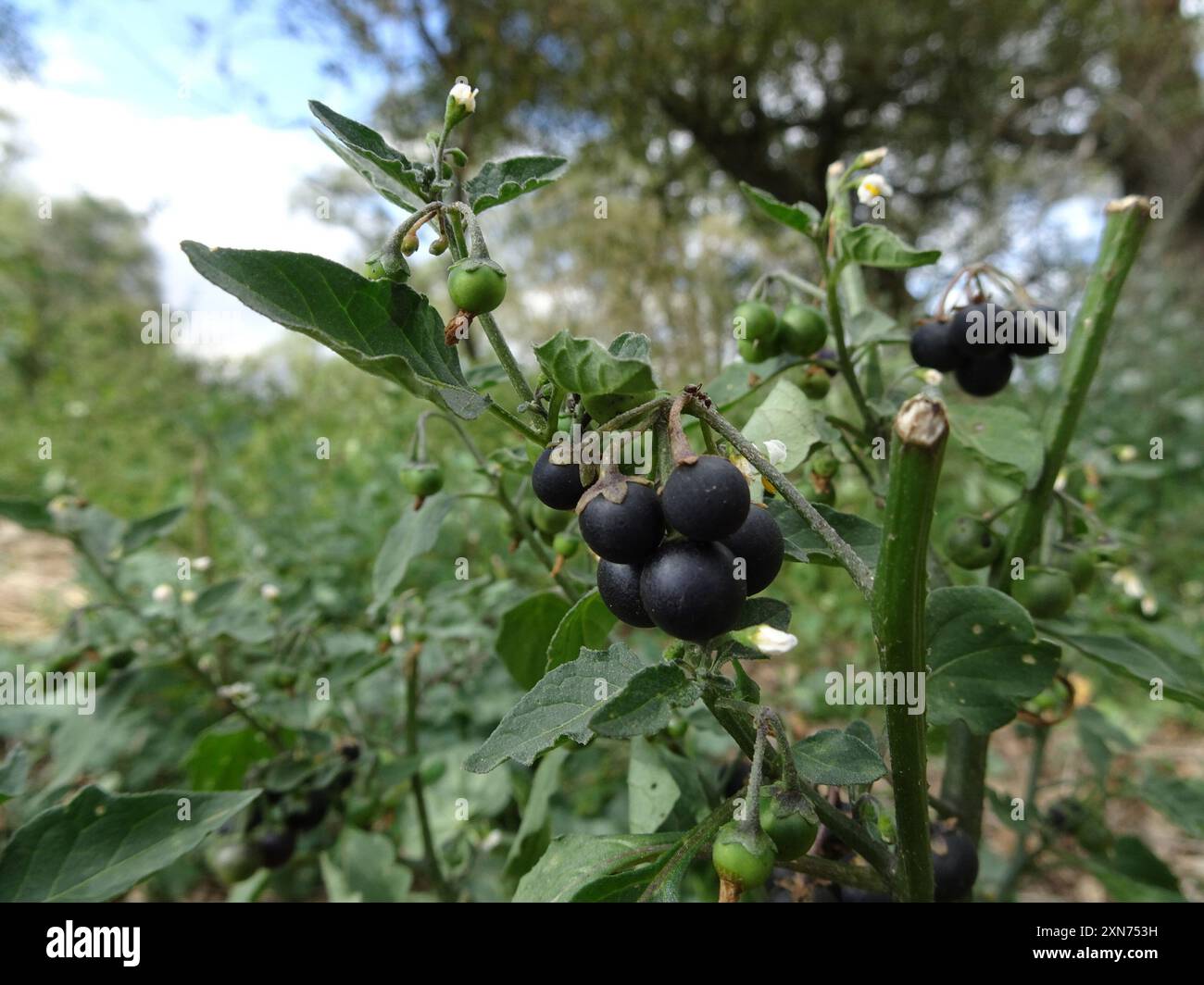 black nightshade (Solanum nigrum) Plantae Stock Photo - Alamy