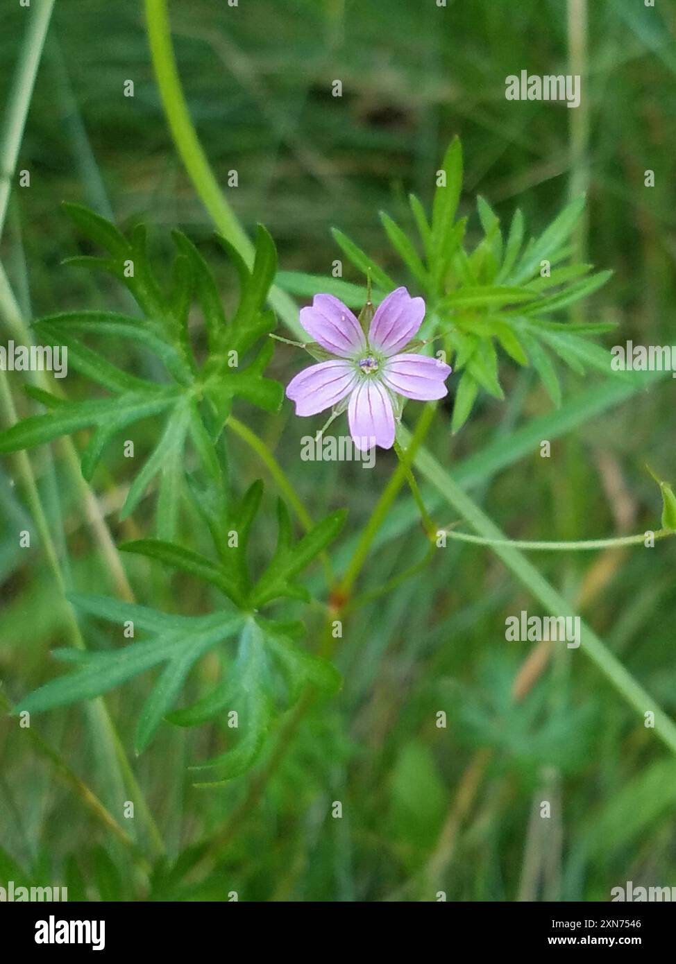 Long-stalked Crane's-bill (Geranium columbinum) Plantae Stock Photo - Alamy