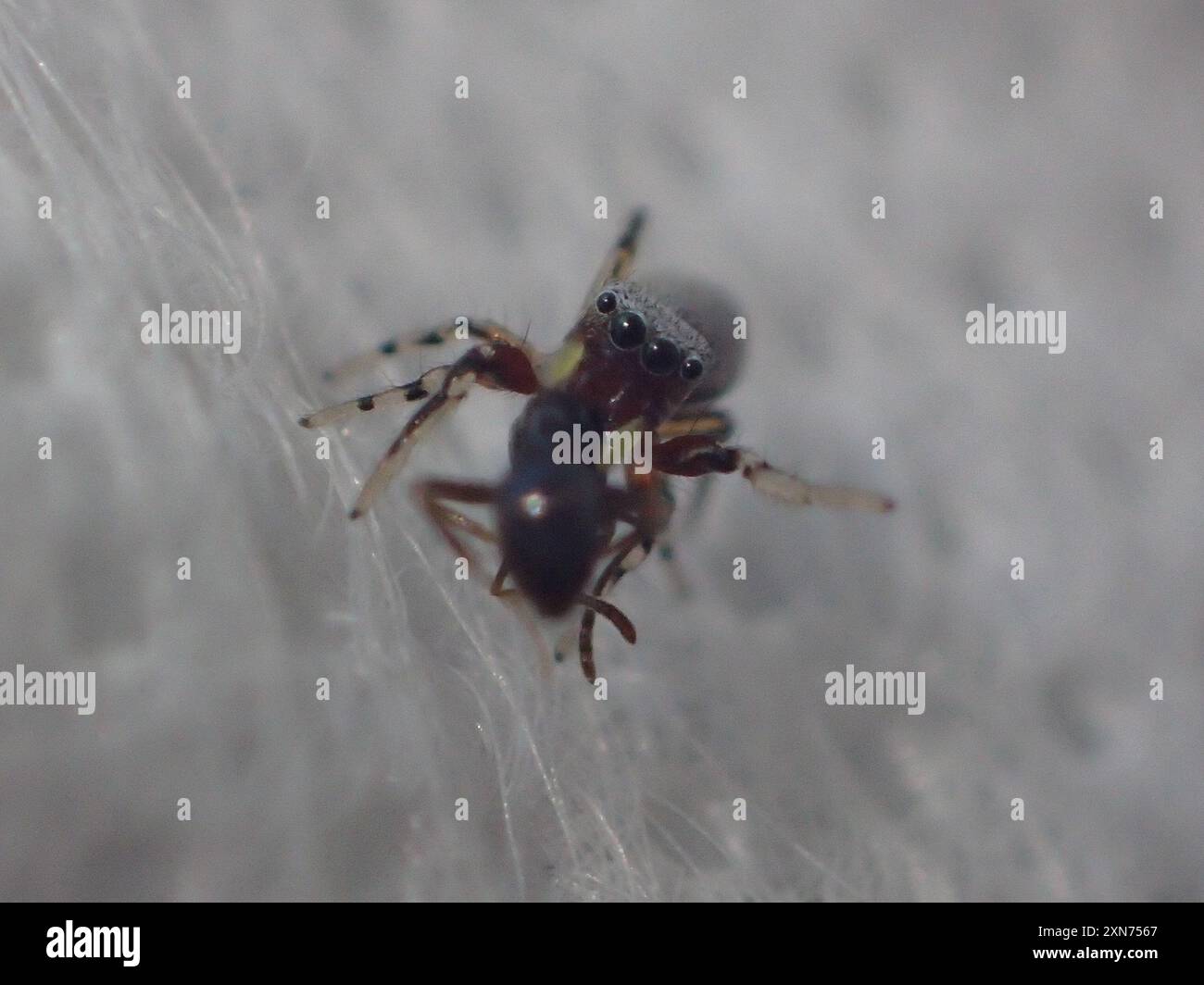 Thick-spined Jumping Spider (Tutelina similis) Arachnida Stock Photo ...