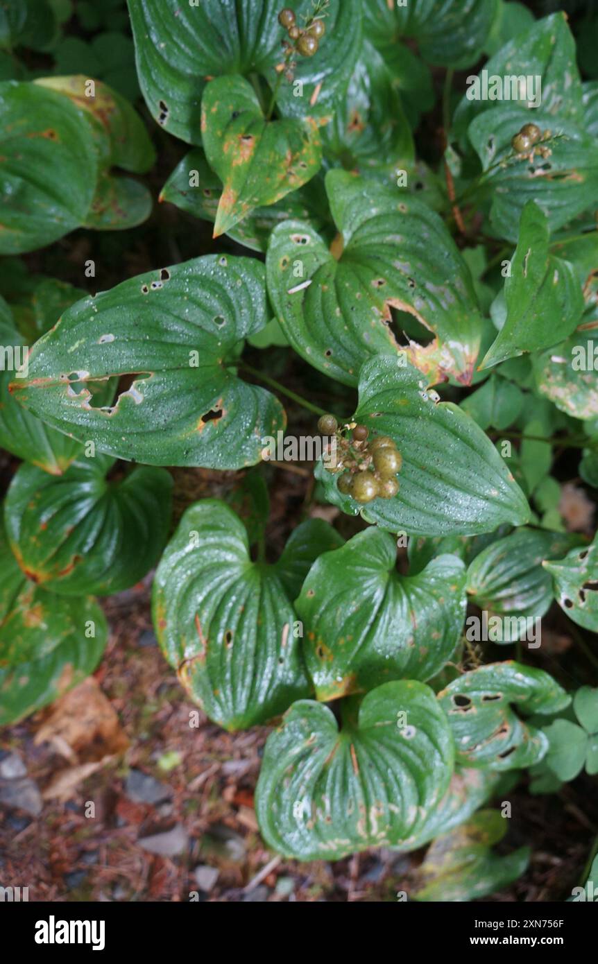 Western Lily of the Valley (Maianthemum dilatatum) Plantae Stock Photo ...