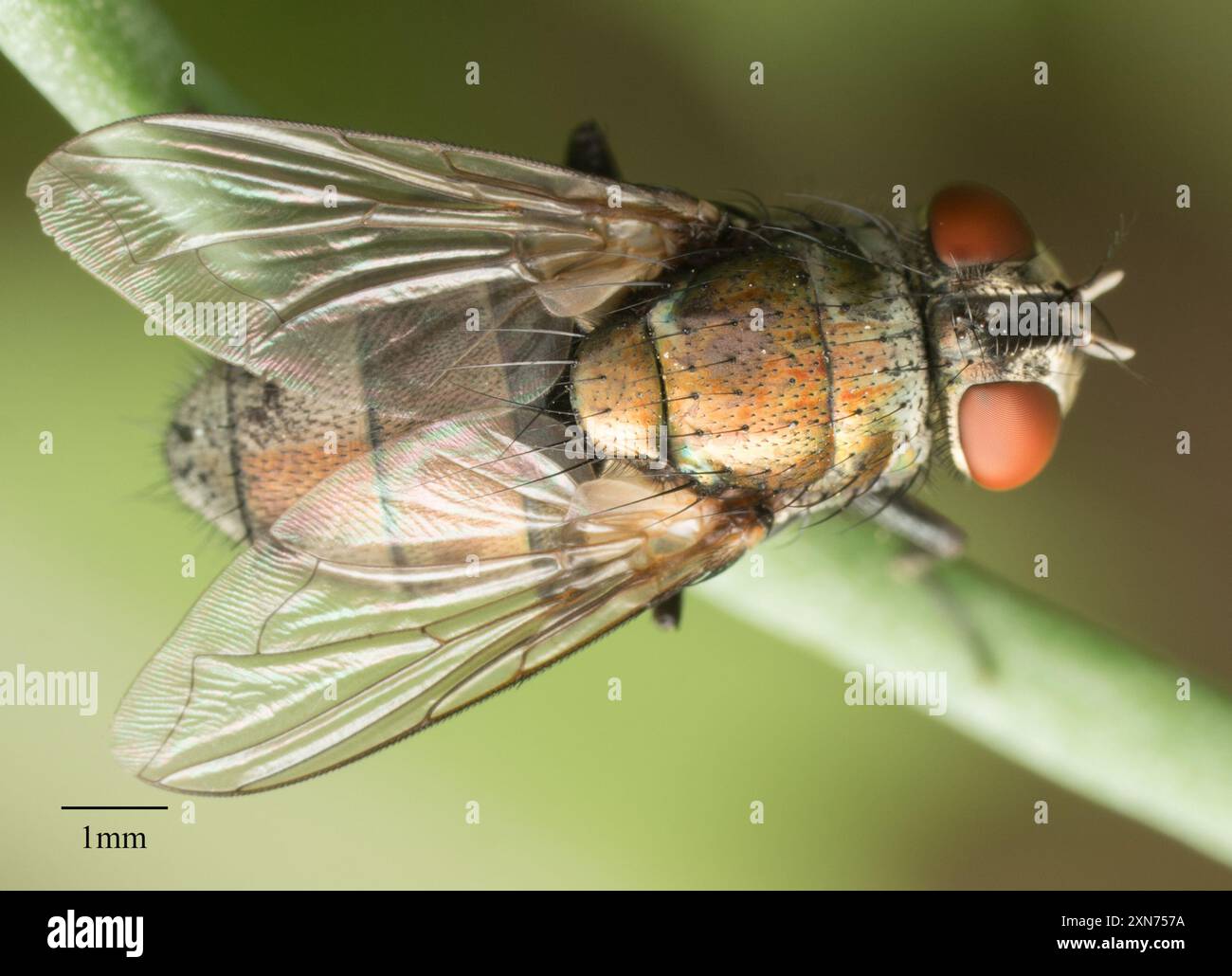 Lucilia cuprina hi-res stock photography and images - Alamy