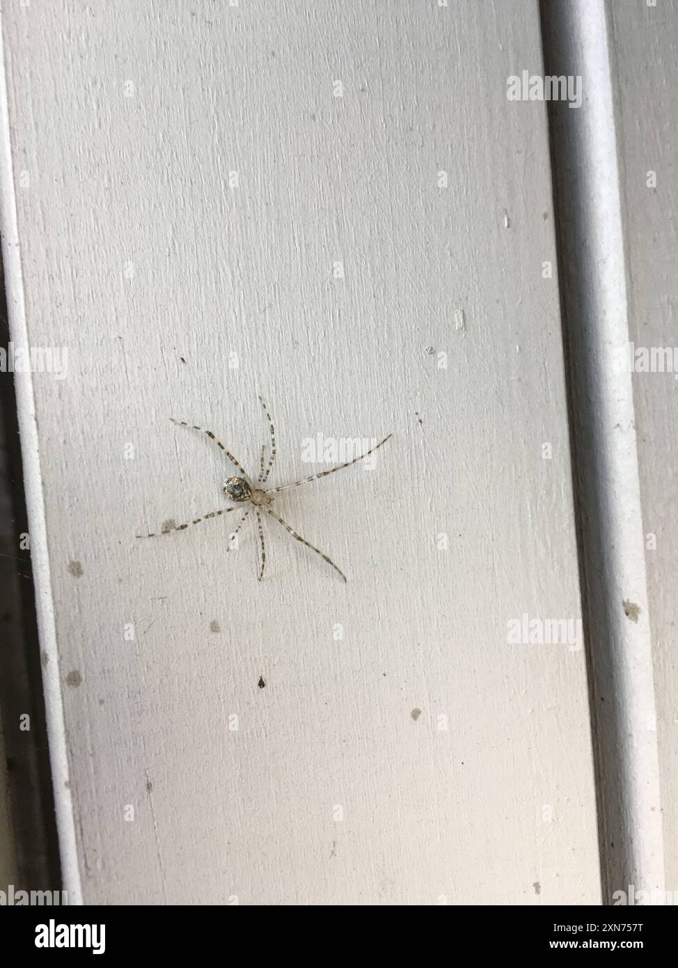 White porch spider (Cryptachaea gigantipes) Arachnida Stock Photo - Alamy