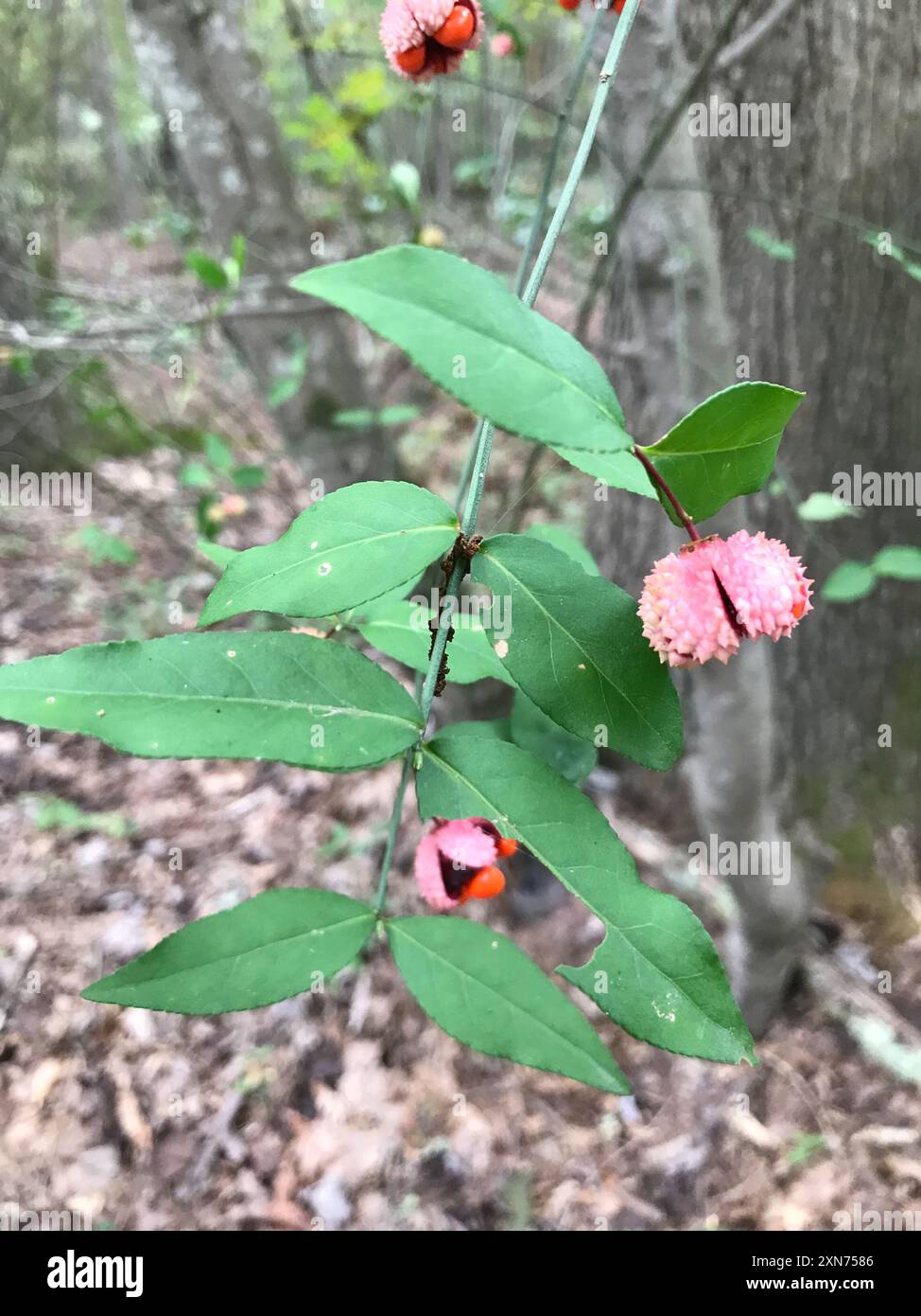 strawberry bush (Euonymus americanus) Plantae Stock Photo - Alamy