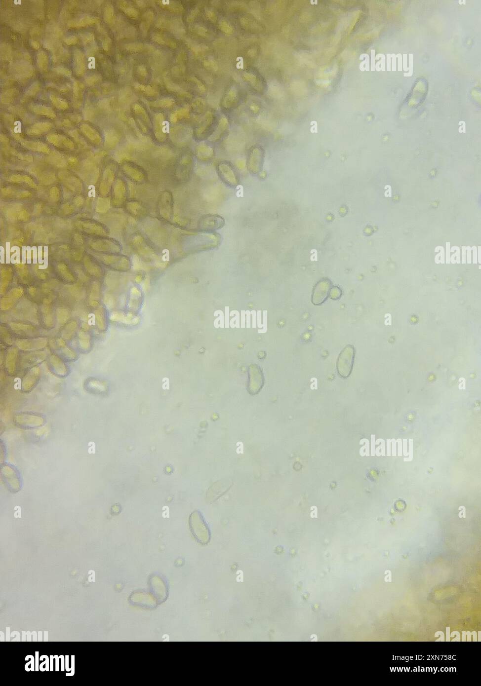 Spadiceum hi-res stock photography and images - Alamy