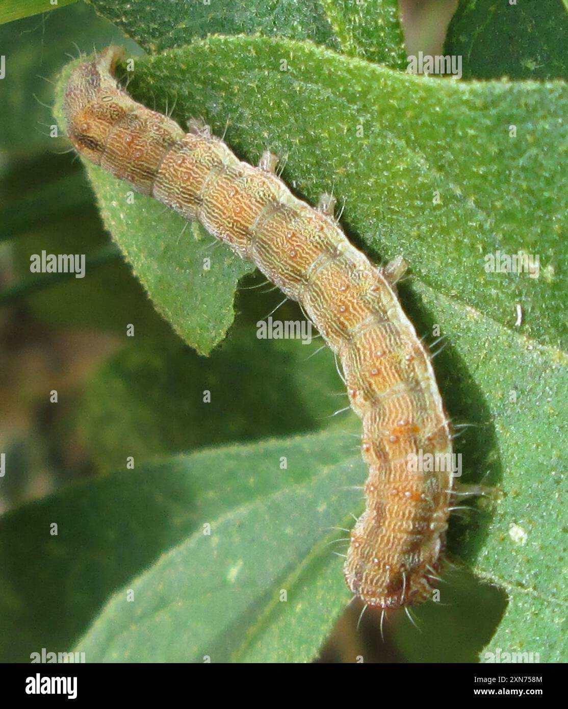 Cotton Bollworm Moth (Helicoverpa armigera) Insecta Stock Photo - Alamy