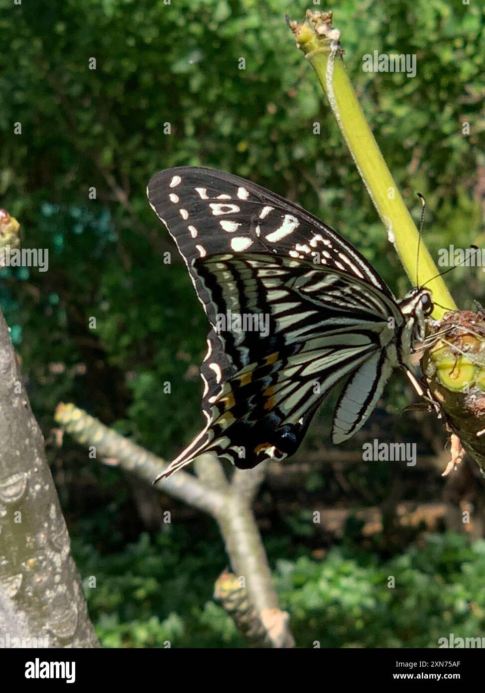 Chinese Yellow Swallowtail (Papilio xuthus) Insecta Stock Photo - Alamy