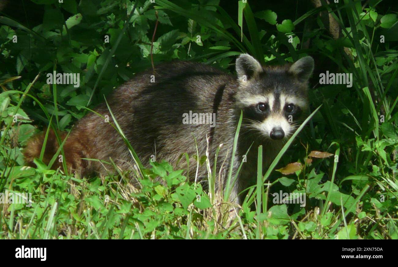 Common Raccoon (Procyon lotor) Mammalia Stock Photo - Alamy