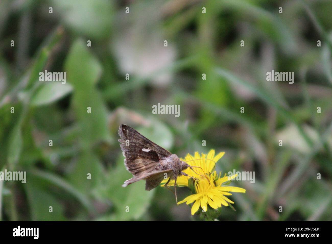 Celery Looper Moth (Anagrapha falcifera) Insecta Stock Photo - Alamy