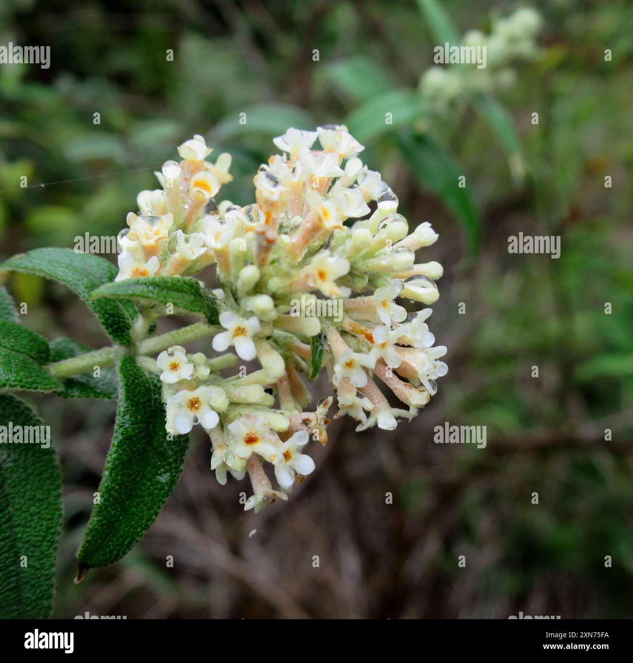 Sagewood (Buddleja salviifolia) Plantae Stock Photo - Alamy