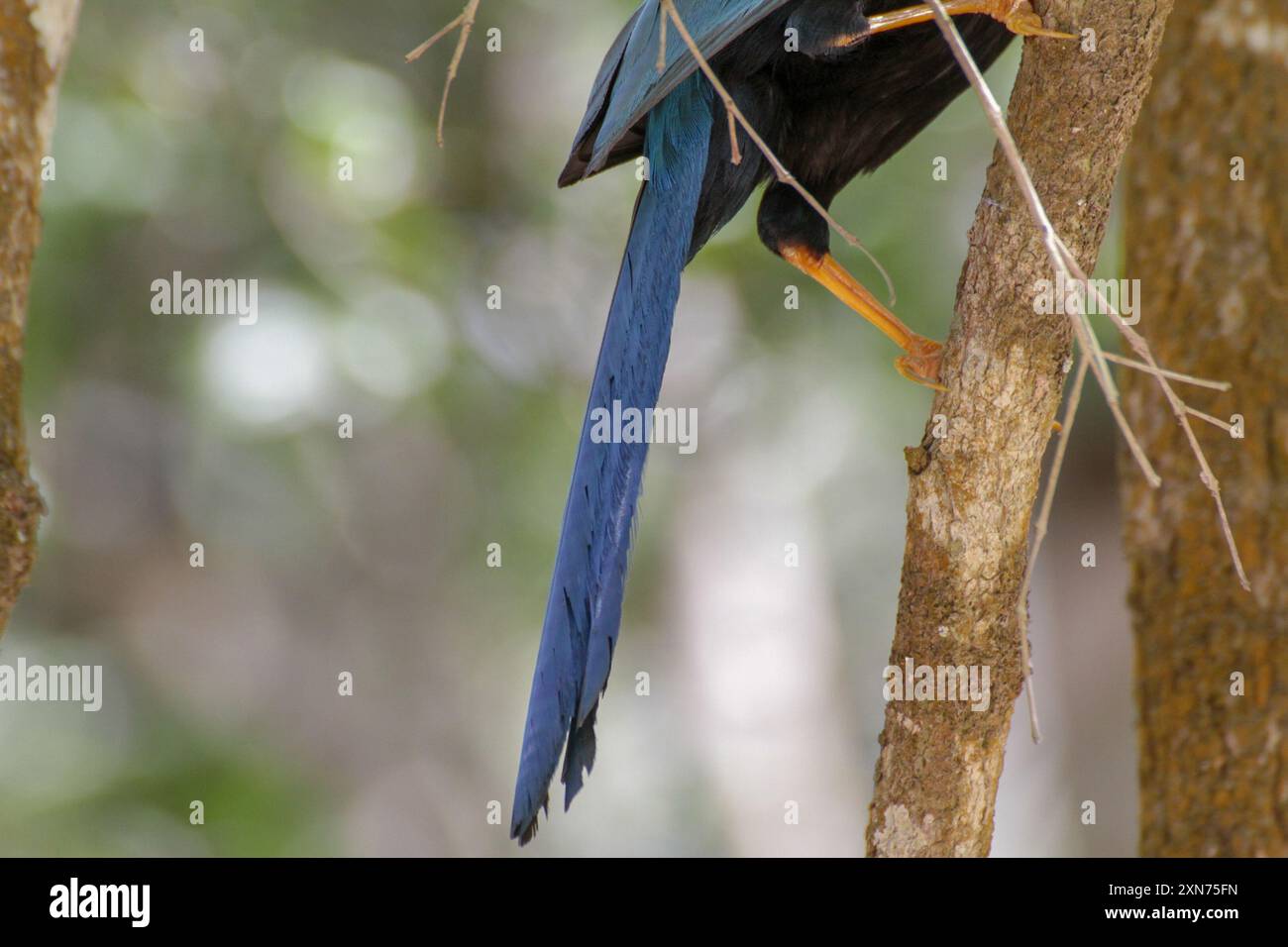 Yucatan Jay (Cyanocorax yucatanicus) Aves Stock Photo - Alamy