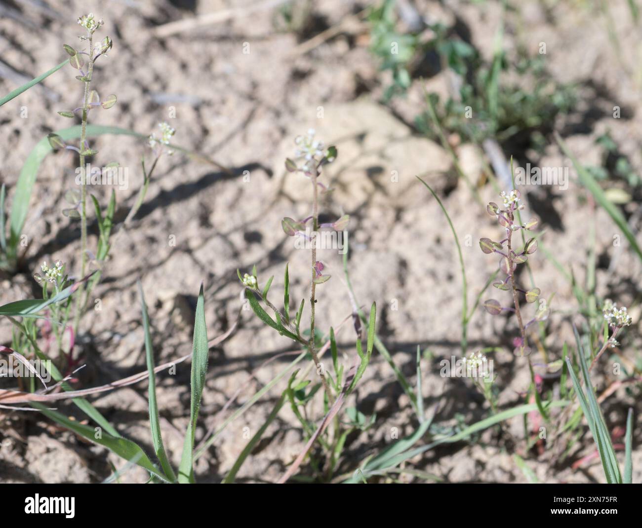 Shining Pepperweed (Lepidium nitidum) Plantae Stock Photo - Alamy