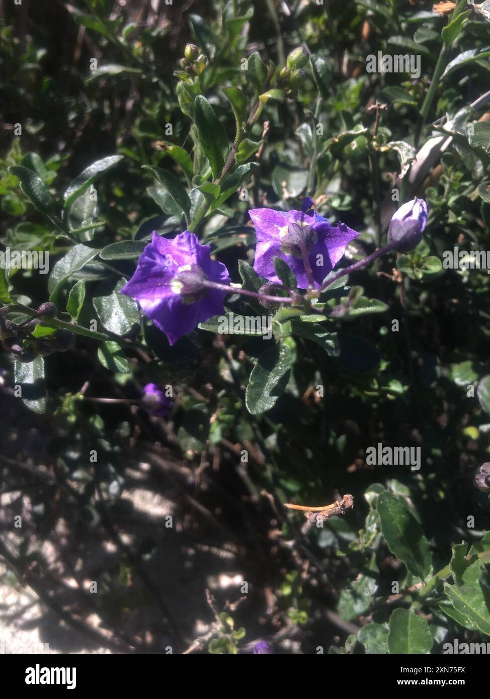 purple nightshade (Solanum xanti) Plantae Stock Photo - Alamy