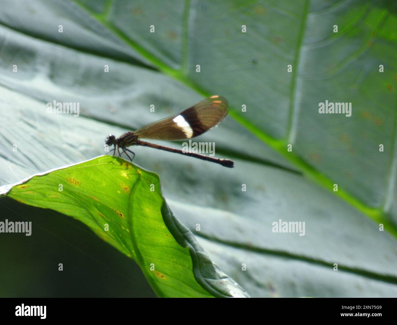 Polythoridae hi-res stock photography and images - Alamy