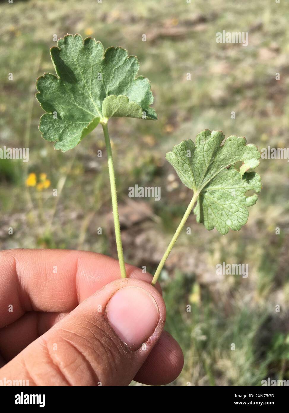 littleleaf alumroot (Heuchera parvifolia) Plantae Stock Photo - Alamy