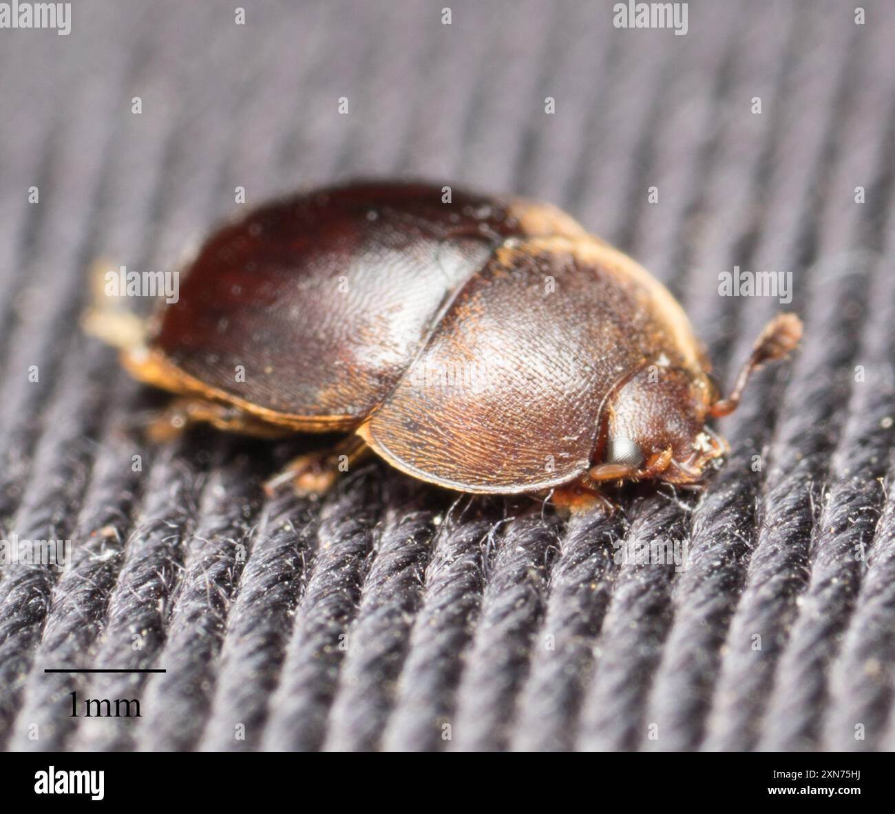 Small Hive Beetle (Aethina tumida) Insecta Stock Photo - Alamy