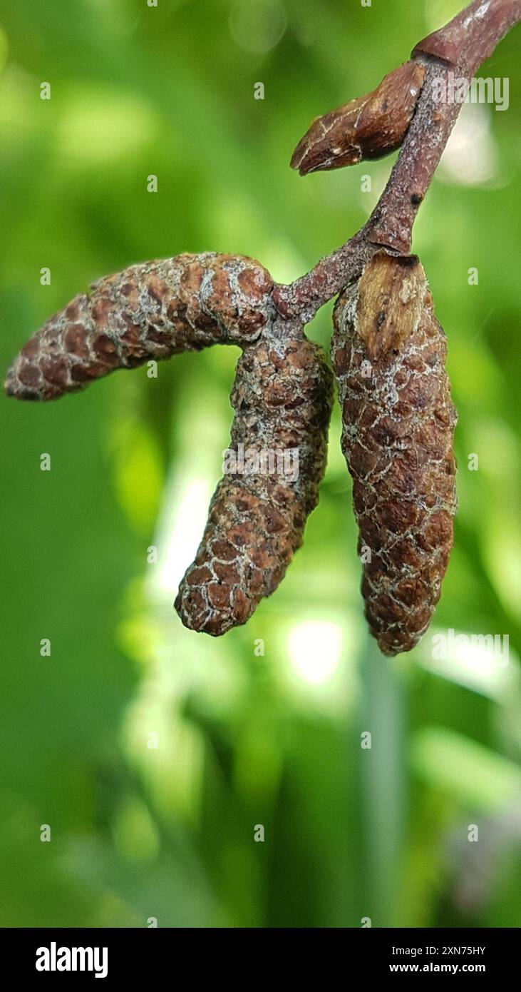 green alder (Alnus alnobetula) Plantae Stock Photo - Alamy