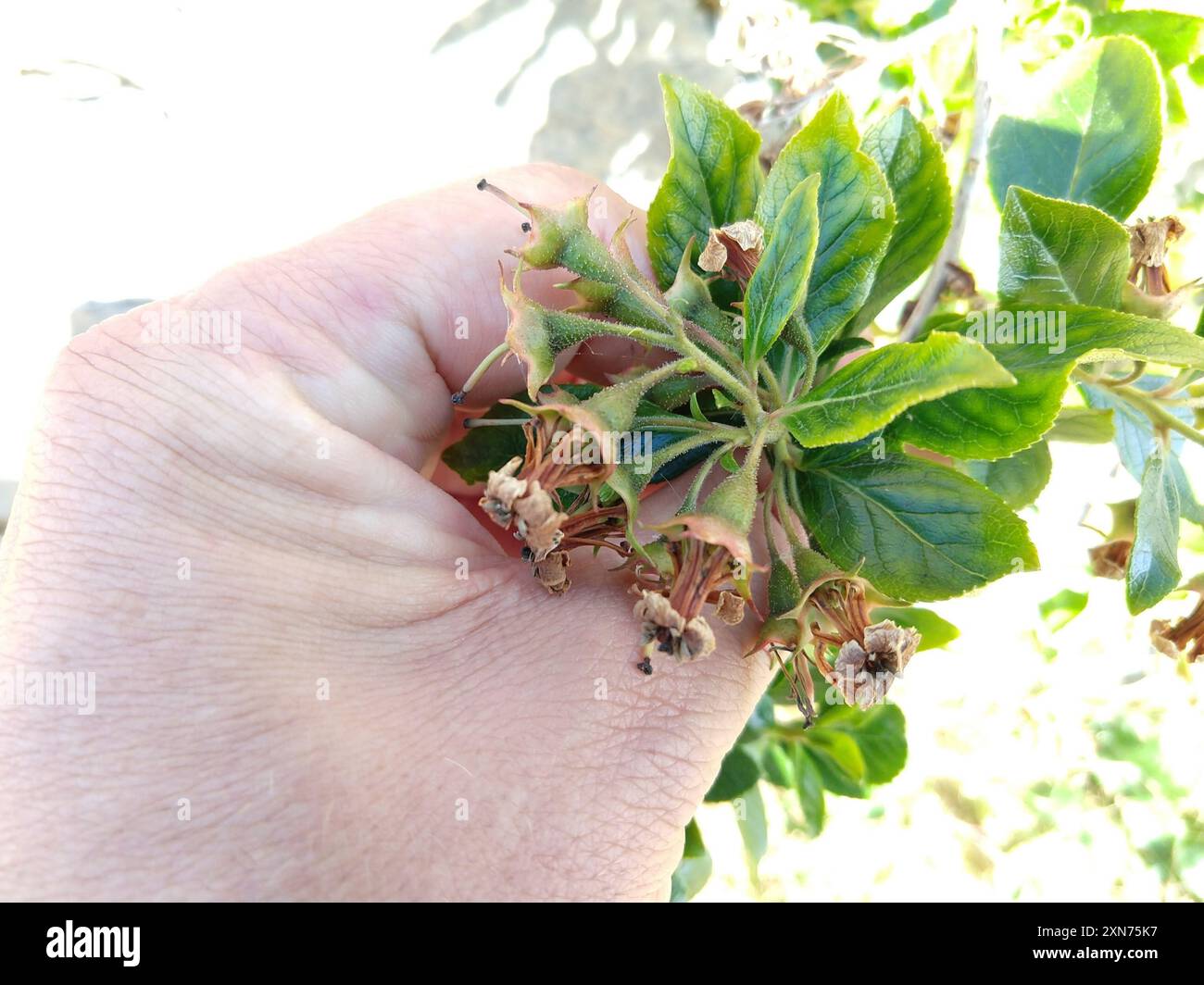 redclaws (Escallonia rubra) Plantae Stock Photo - Alamy